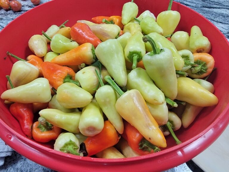 Freeze-Dried Lunchbox Peppers – reThinkSurvival.com
